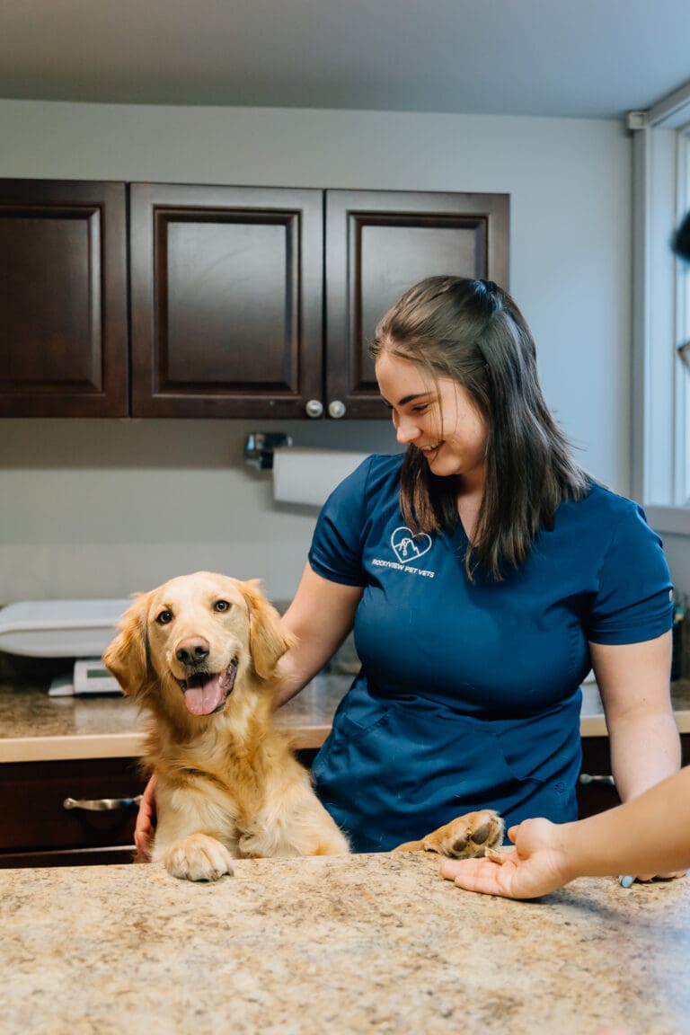Our Services - Rockyview Pet Vets - Animal Care Services